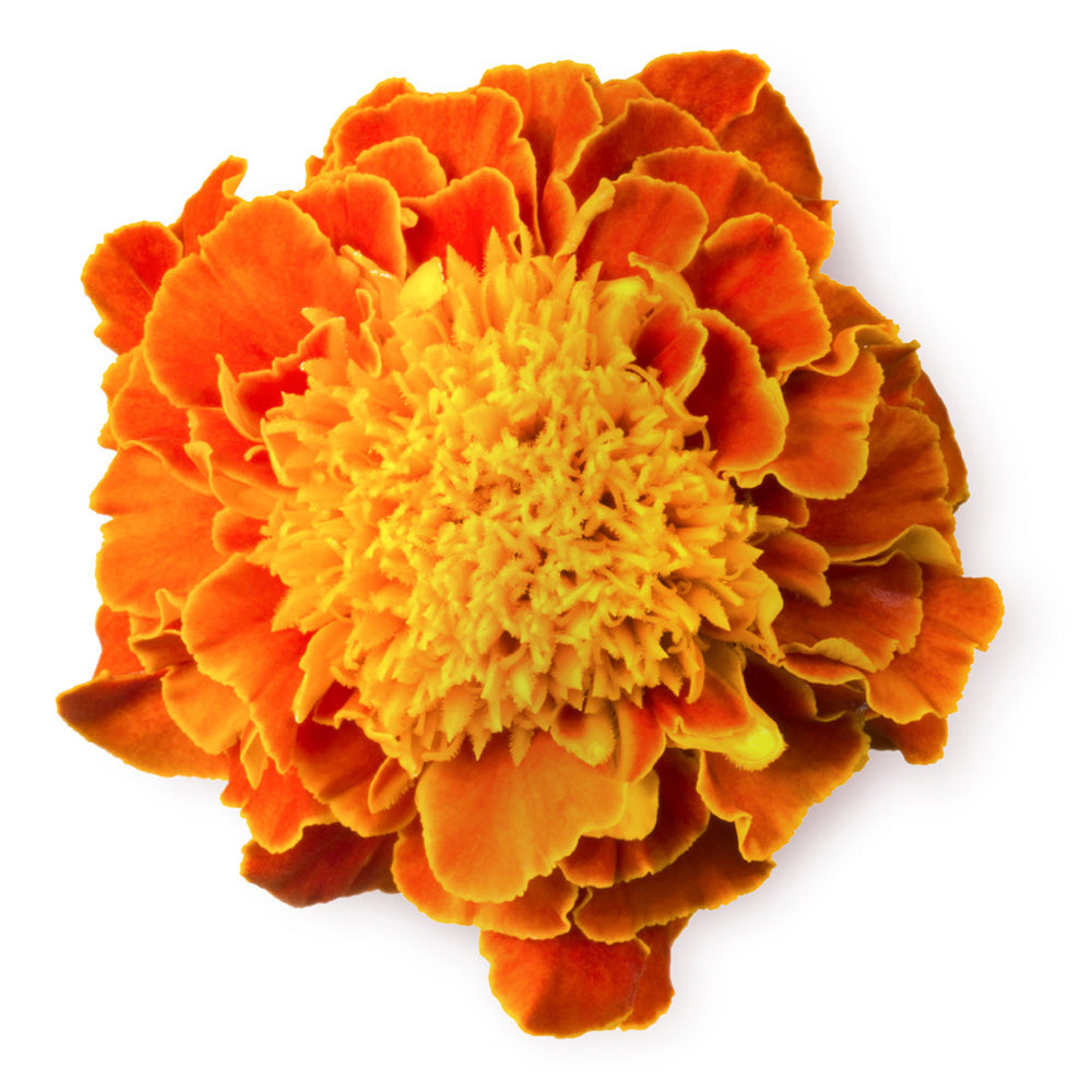 African Marigold Oil | Lush Fresh Handmade Cosmetics Philippines