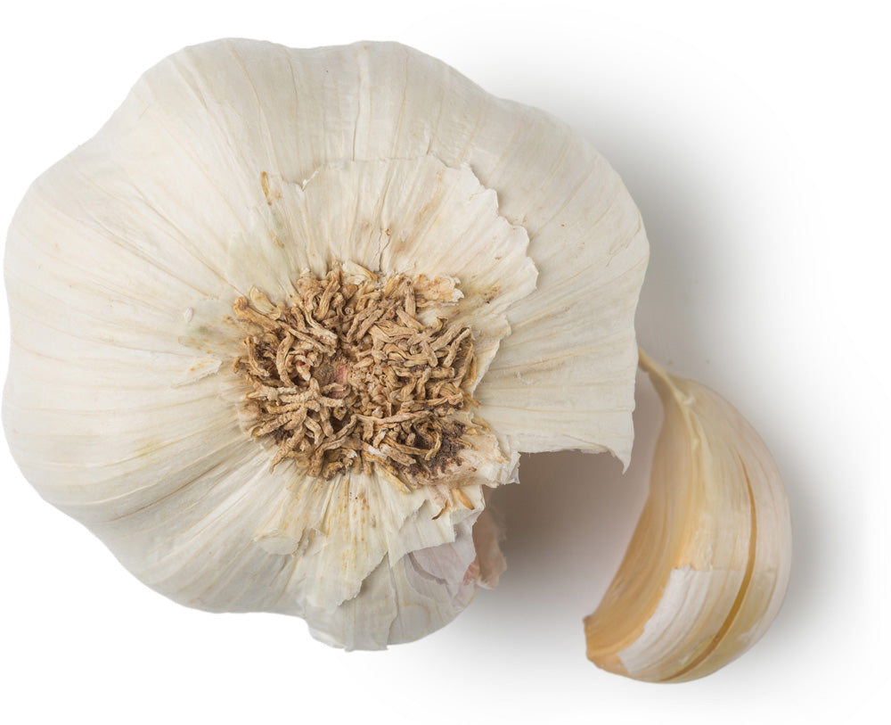 Fresh Garlic | Lush Fresh Handmade Cosmetics Philippines
