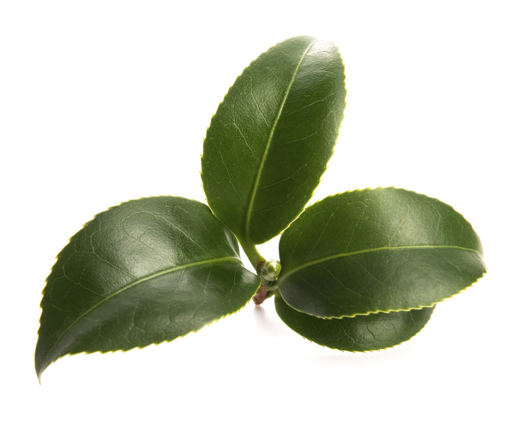 Green Tea Absolute | Lush Fresh Handmade Cosmetics Philippines