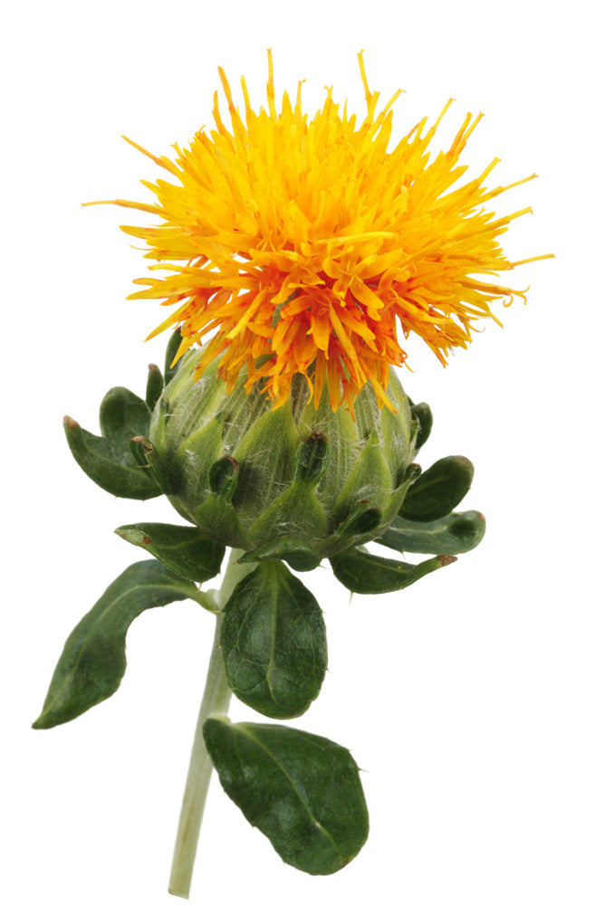 Safflower Oil | Lush Fresh Handmade Cosmetics Philippines